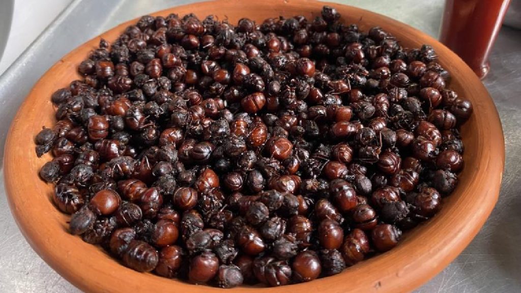 Hormigas Culonas y Envueltos de las peores comidas del mundo