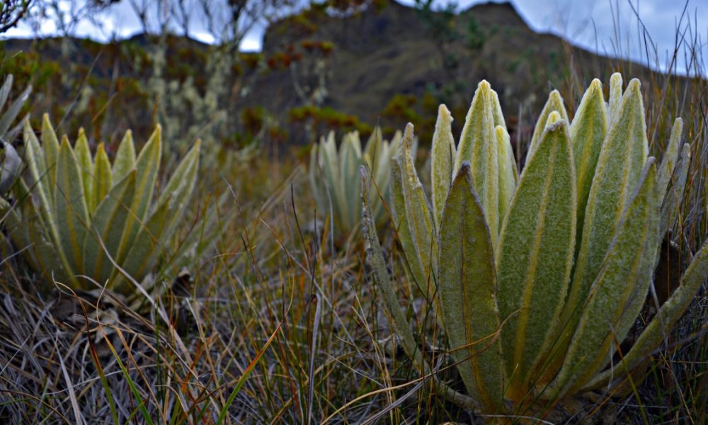 RTVC Noticias en vivo - Disfruta nuestra señal en vivo